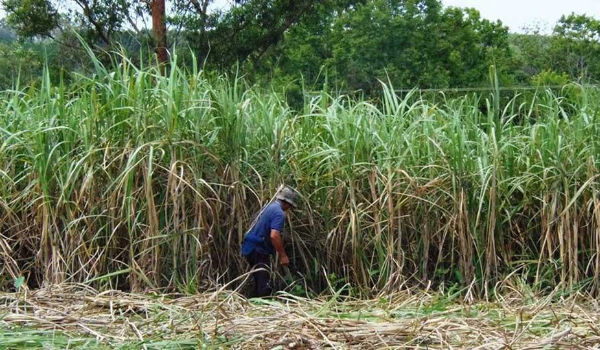 Dominicana: Récords de producción azucarera, ganancias y salarios ...